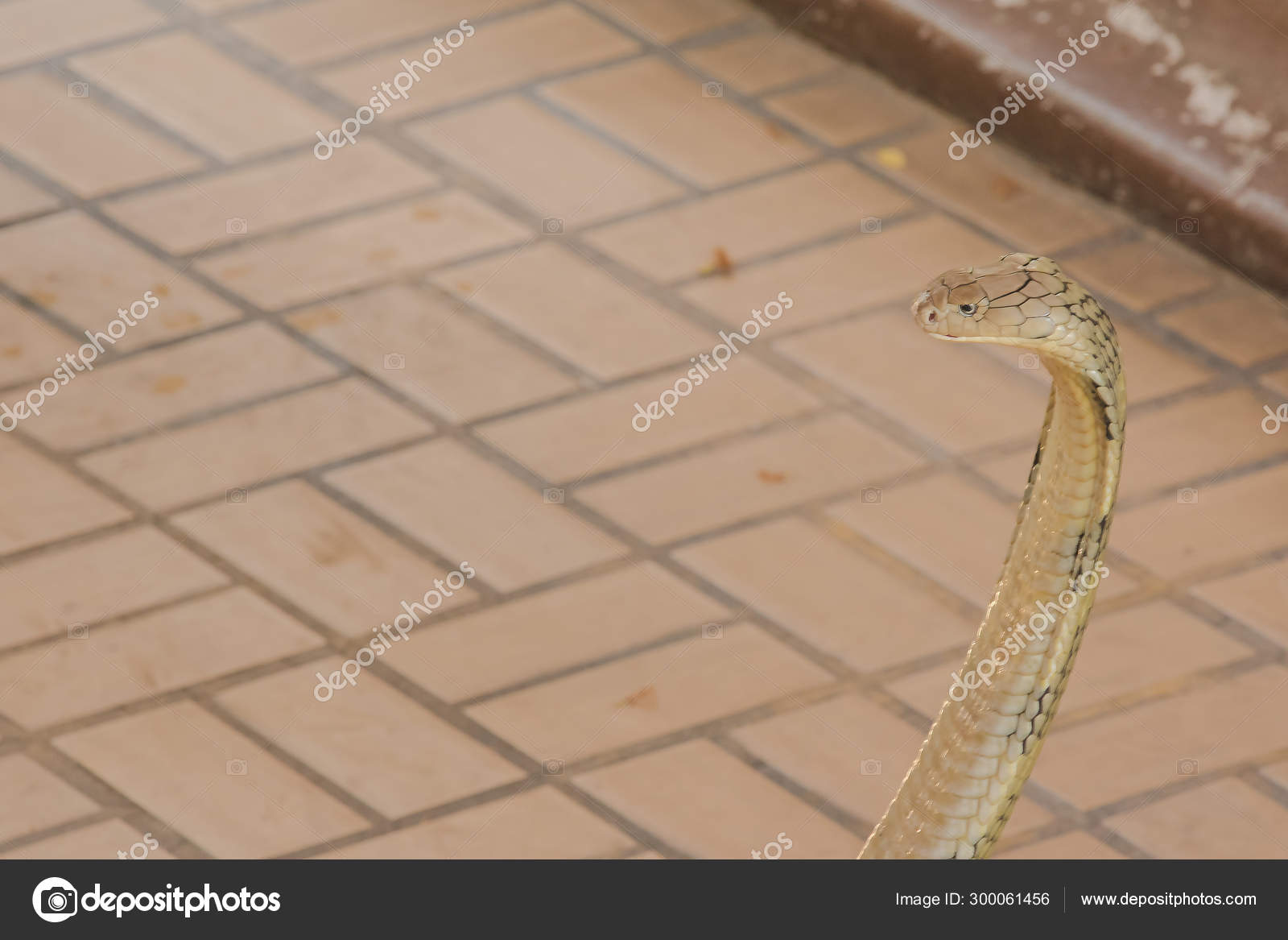 King Cobra Raising His Head King Cobra Longest Venomous Snake — Stock ...