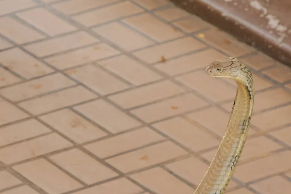 King cobra is raising his head. King cobra is the longest venomous ...