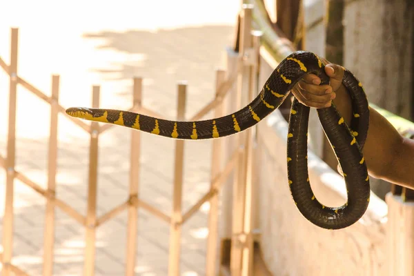 Boy with snake Stock Photos, Royalty Free Boy with snake Images ...