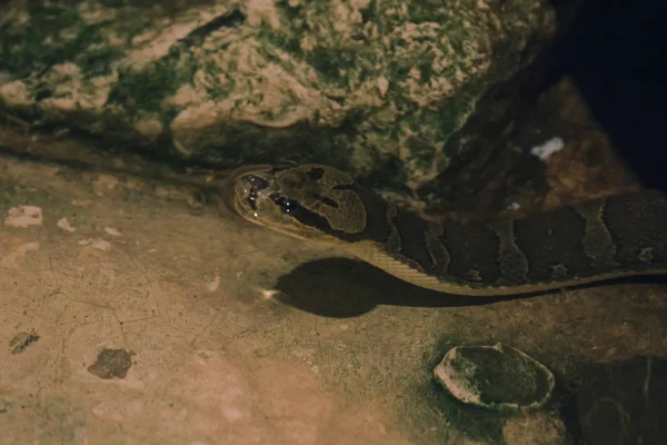 Homalopsis buccata in the water has a distinctive light brown color on ...