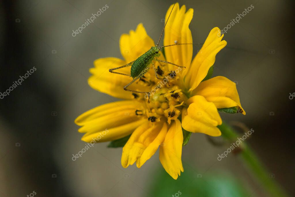 Insecto verde en margarita rastrera, Insecto verde en margarita de ...