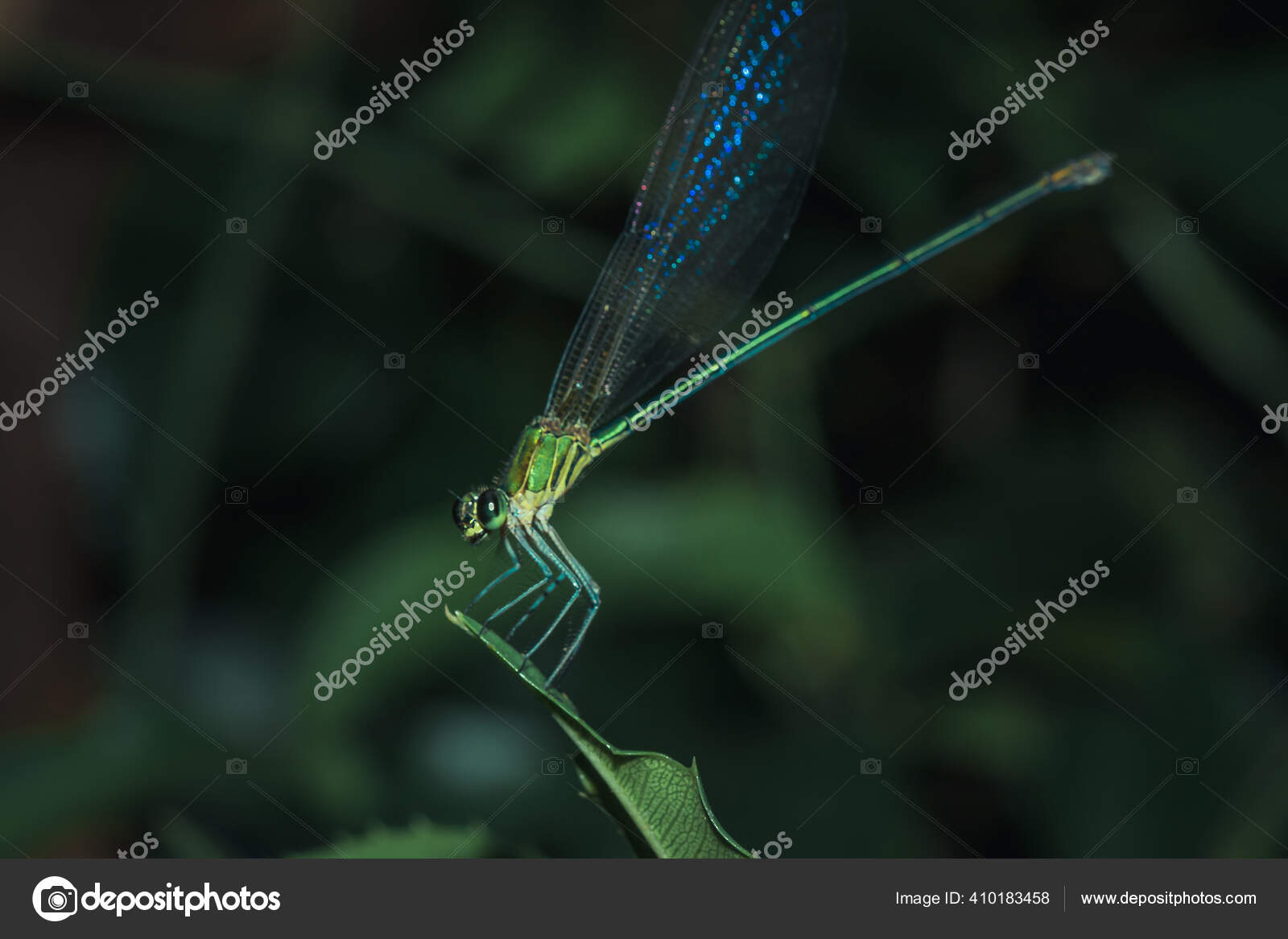 Neurobasis Chinensis Leaf Stream Glory Leaf Oriental Greenwing Leaf ...