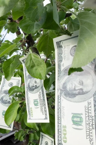 Us dollar money tree Stock Photos, Royalty Free Us dollar money tree ...