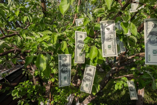 Us dollar money tree Stock Photos, Royalty Free Us dollar money tree ...