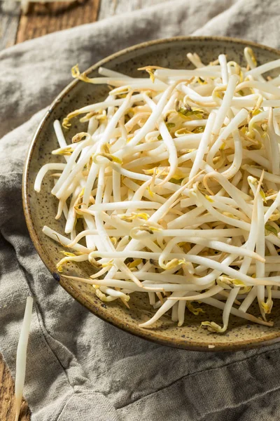 Brotes de frijol orgánico blanco crudo 2024