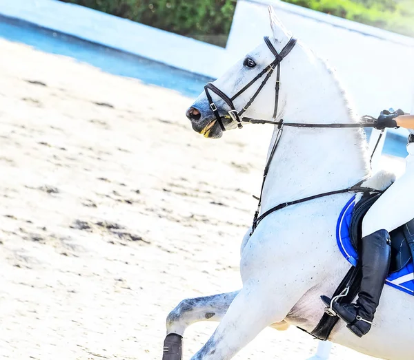 Beautiful White Horse Jumping