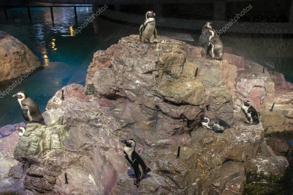 El Acuario de Boston tiene una amplia variedad de peces, animales y ...