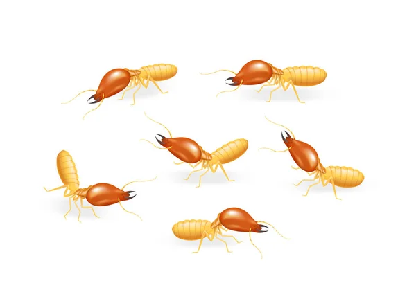 Termite Isolated White Background Insect Species Termite Ant Eaten Wood ...