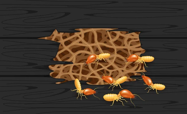 Cartoon termite eating wood | Termite Wood House Isolated White ...