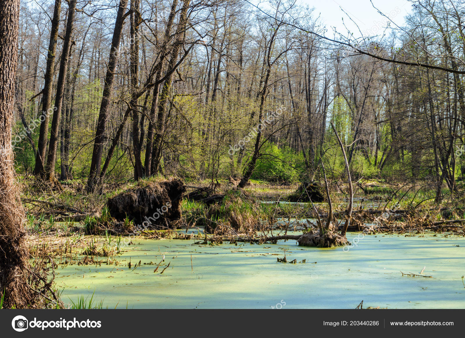 Fallen Trees Swamp Forest Swamp ⬇ Stock Photo, Image by © LeonidSorokin ...
