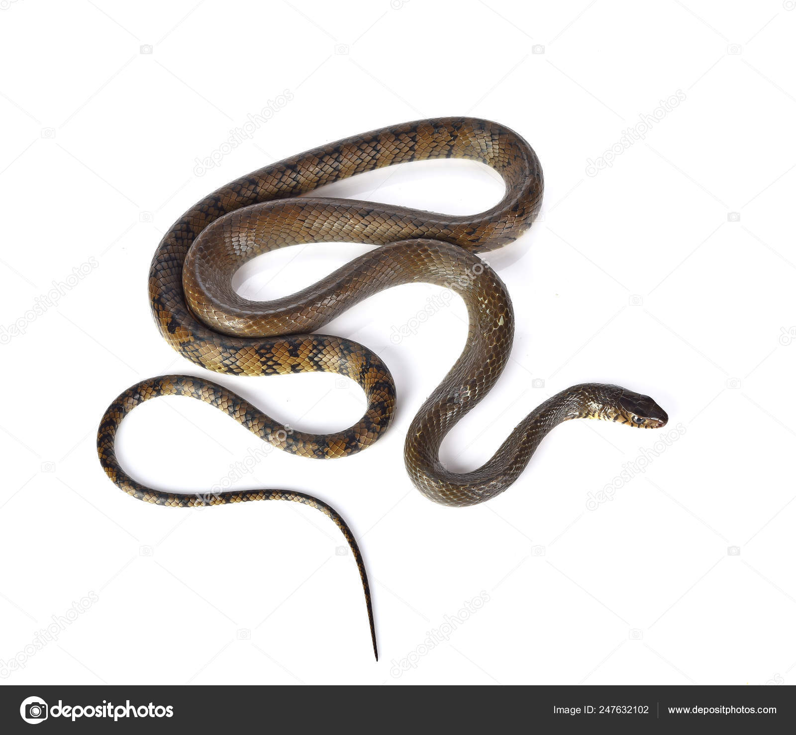 Snake isolated on white background Stock Photo by ©krongkrang26@gmail ...