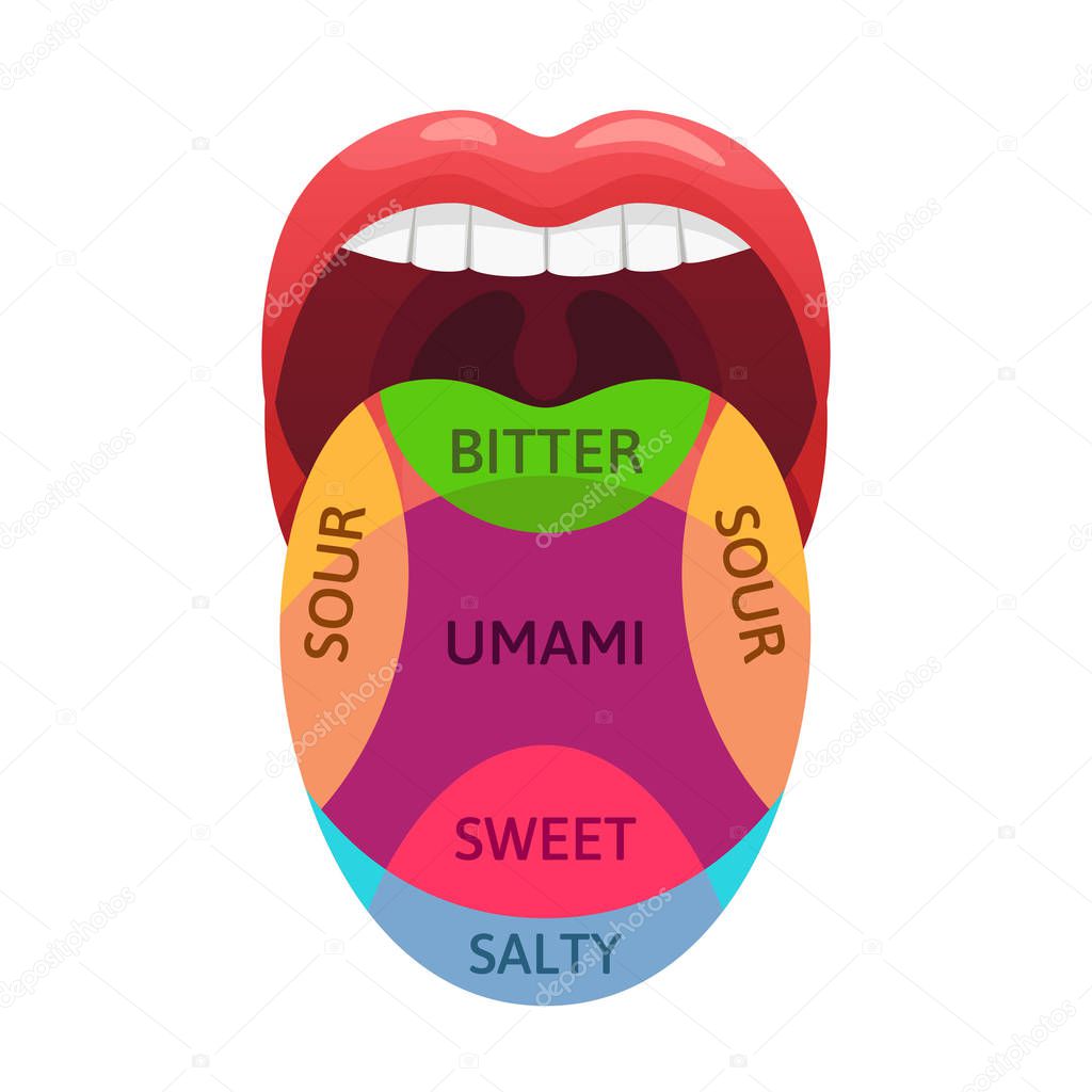 Zonas de sabor de lengua humana. Los sabores dulces, amargos y salados ...