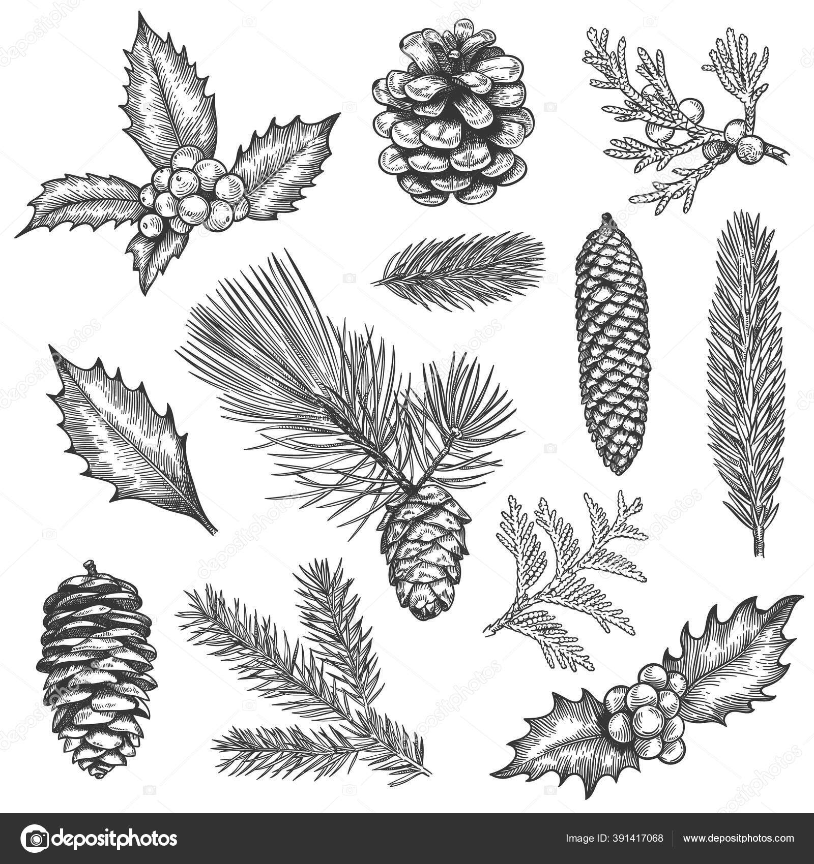 Pine Tree Leaves Drawing