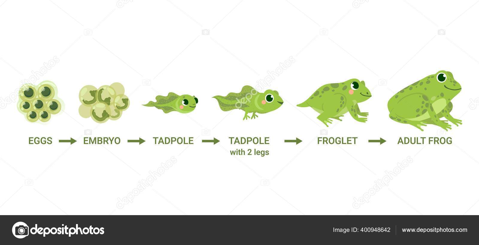Evolucao Do Sapo Jornal Da Unesp | Pesquisadores Da Unesp Descrevem