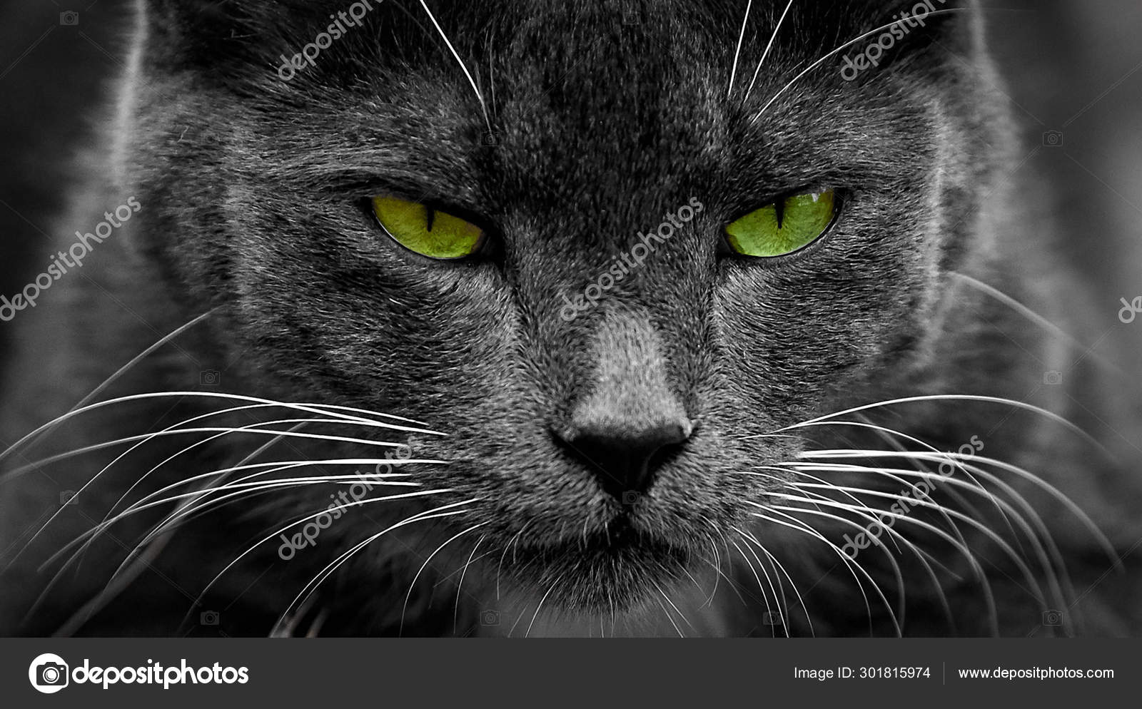 Gros Chats Noirs Aux Yeux Verts Gros Plan D'un Chat Noir Bombay Aux