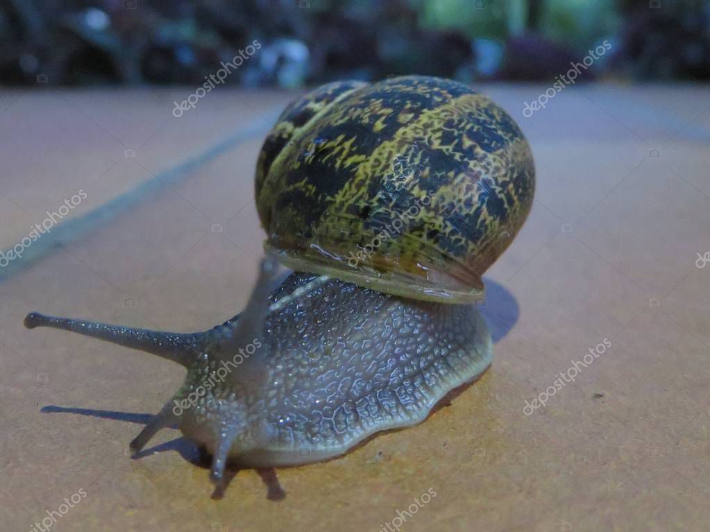 hermoso caracol tiene un buen color y se toma su tiempo 2022
