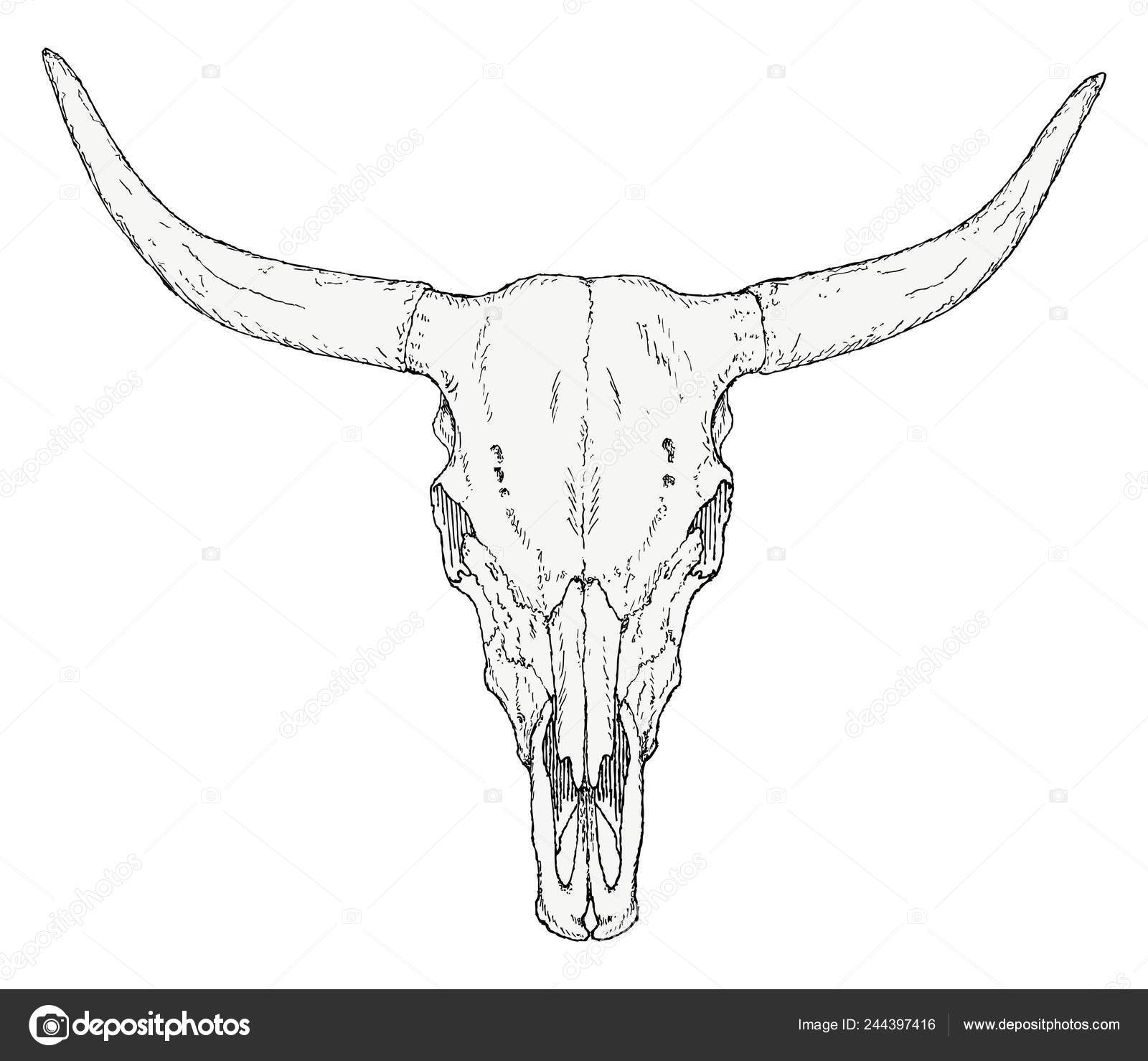 Steer Skull Line Drawing