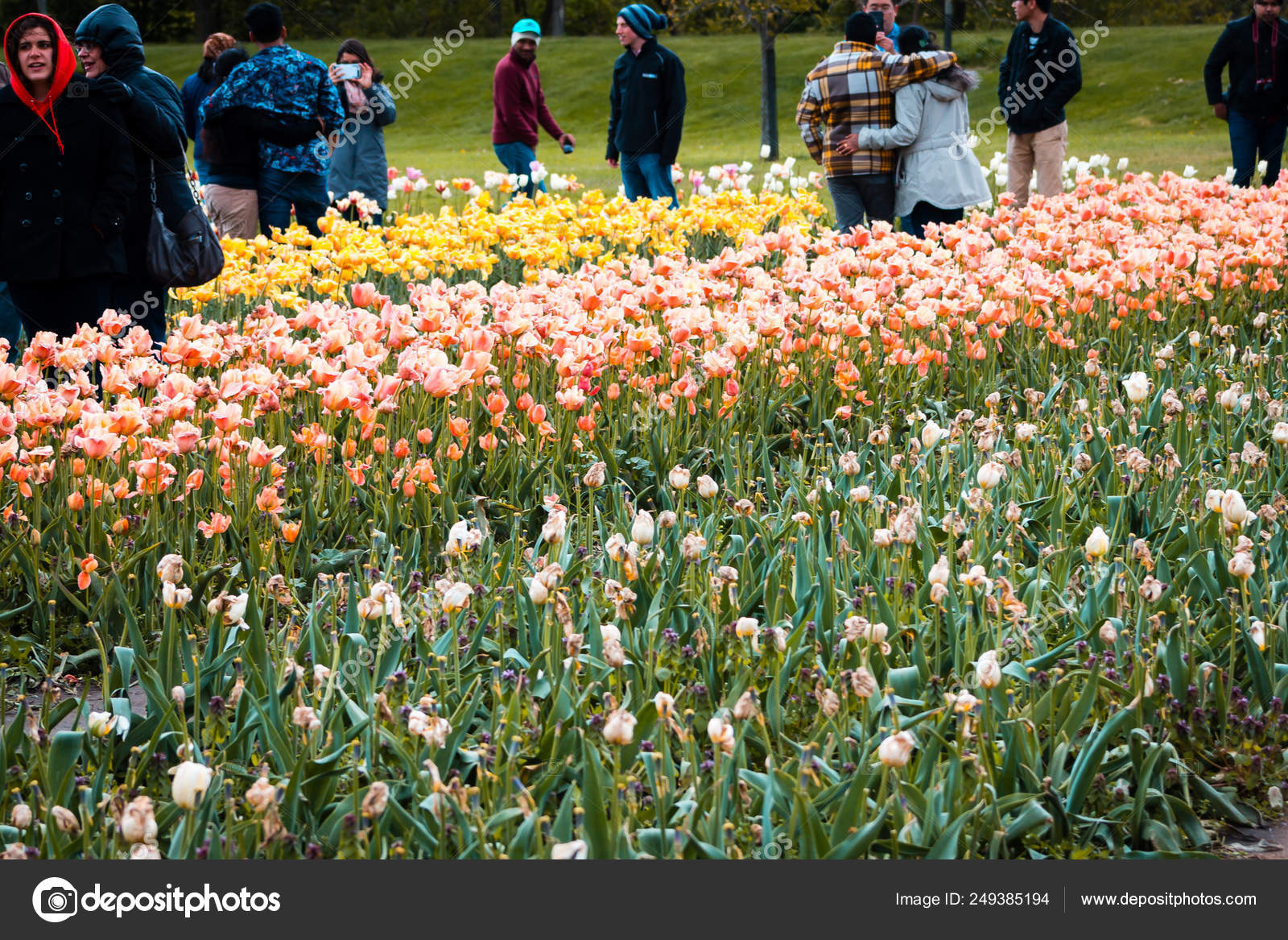 Tourist Walking Tulip Fields Holland Michigan — Stock Editorial Photo ...