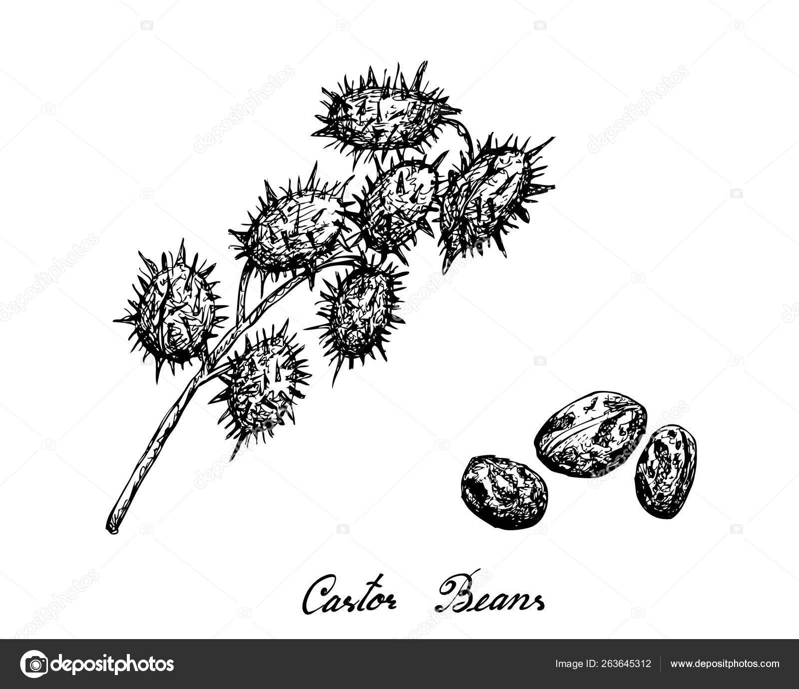 Hand Drawn of Castor Beans on White Background Stock Vector by ©Iamnee ...