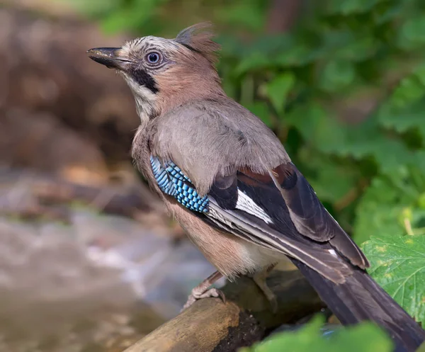 Eurasian Jay sitting near a water pond back view portrait in high ...
