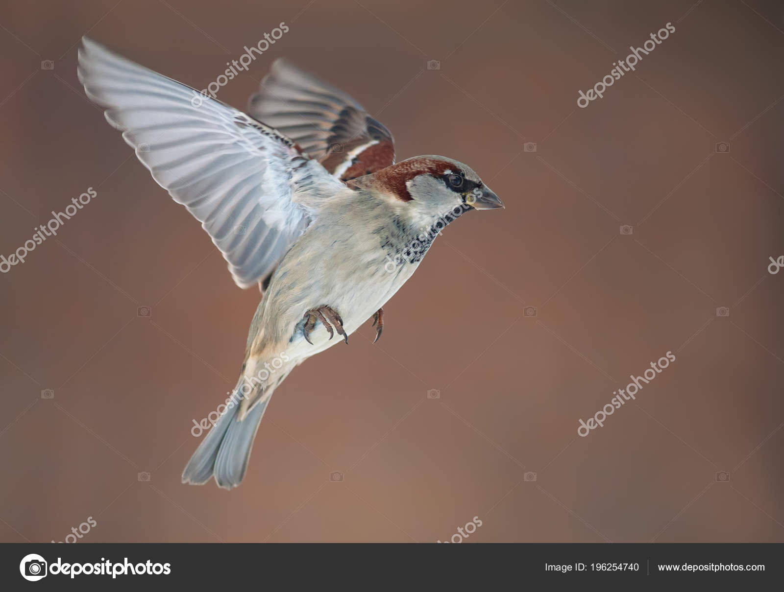 House Sparrow Flight