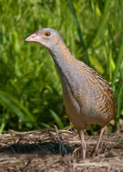 Corncrake Stock Photos, Royalty Free Corncrake Images | Depositphotos®