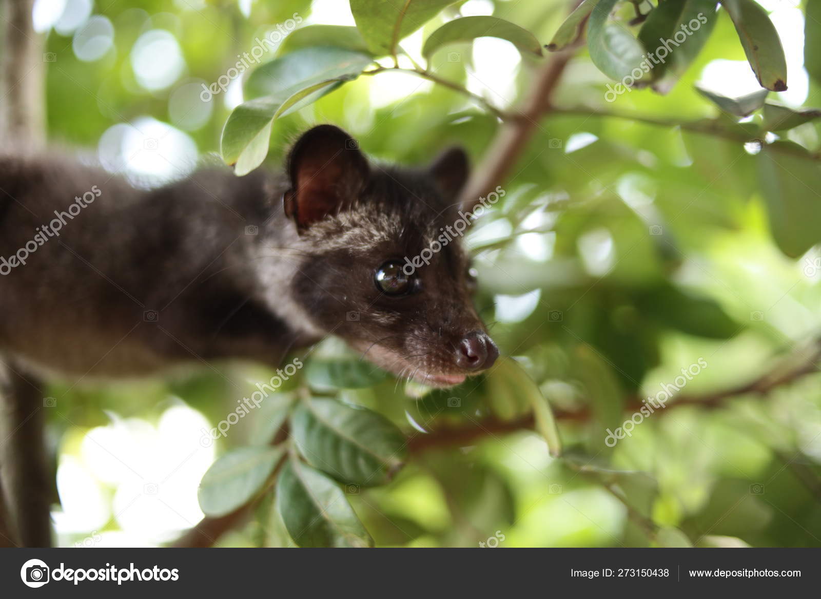 Civet Cat on Tree Stock Photo by ©airdone 273150438