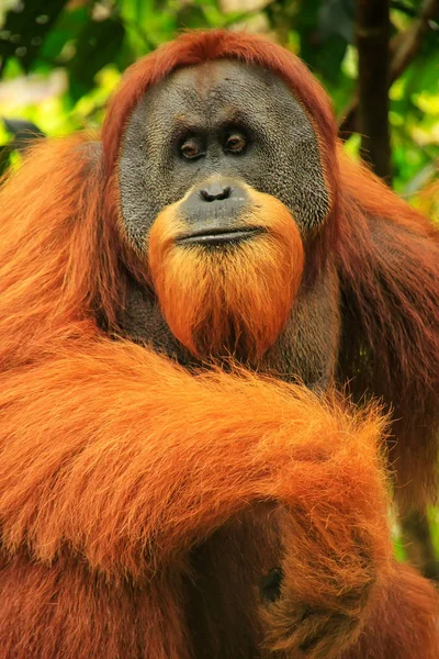 Male Sumatran Orangutan Pongo Abelii Sitting Tree Gunung Leuser ...