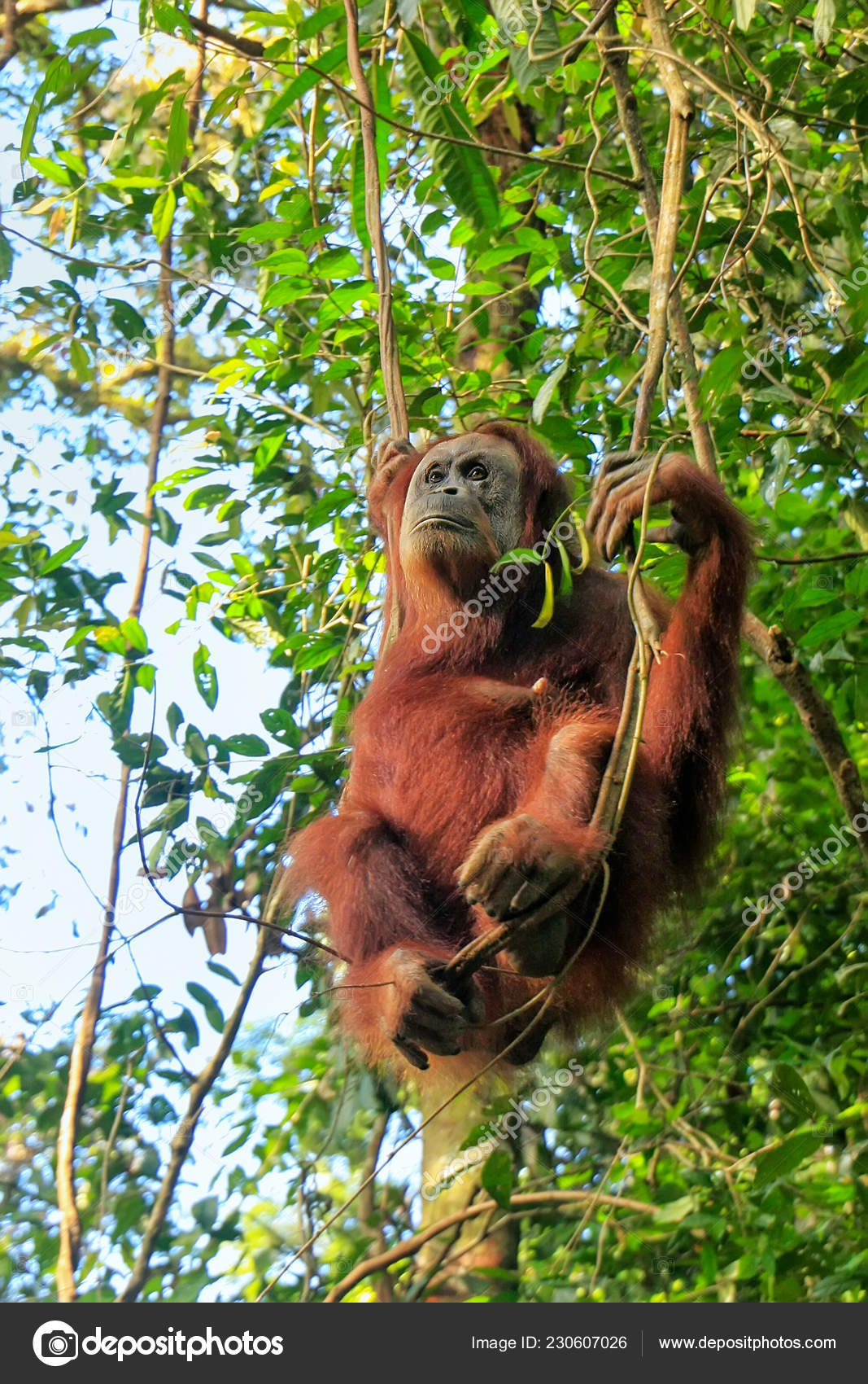Female Sumatran Orangutan Pongo Abelii Sitting Tree Gunung Leuser ...