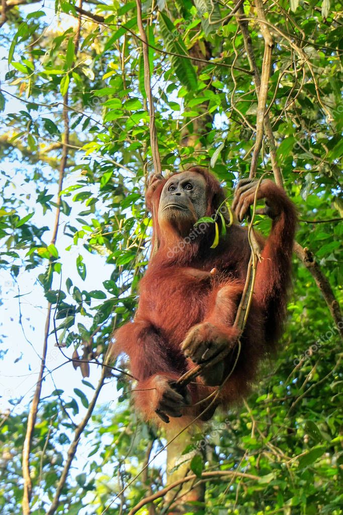 Orangután femenino de Sumatra (Pongo abelii) sentado en un árbol en el ... Orangután femenino de Sumatra (Pongo abelii) sentado en un árbol en el ...