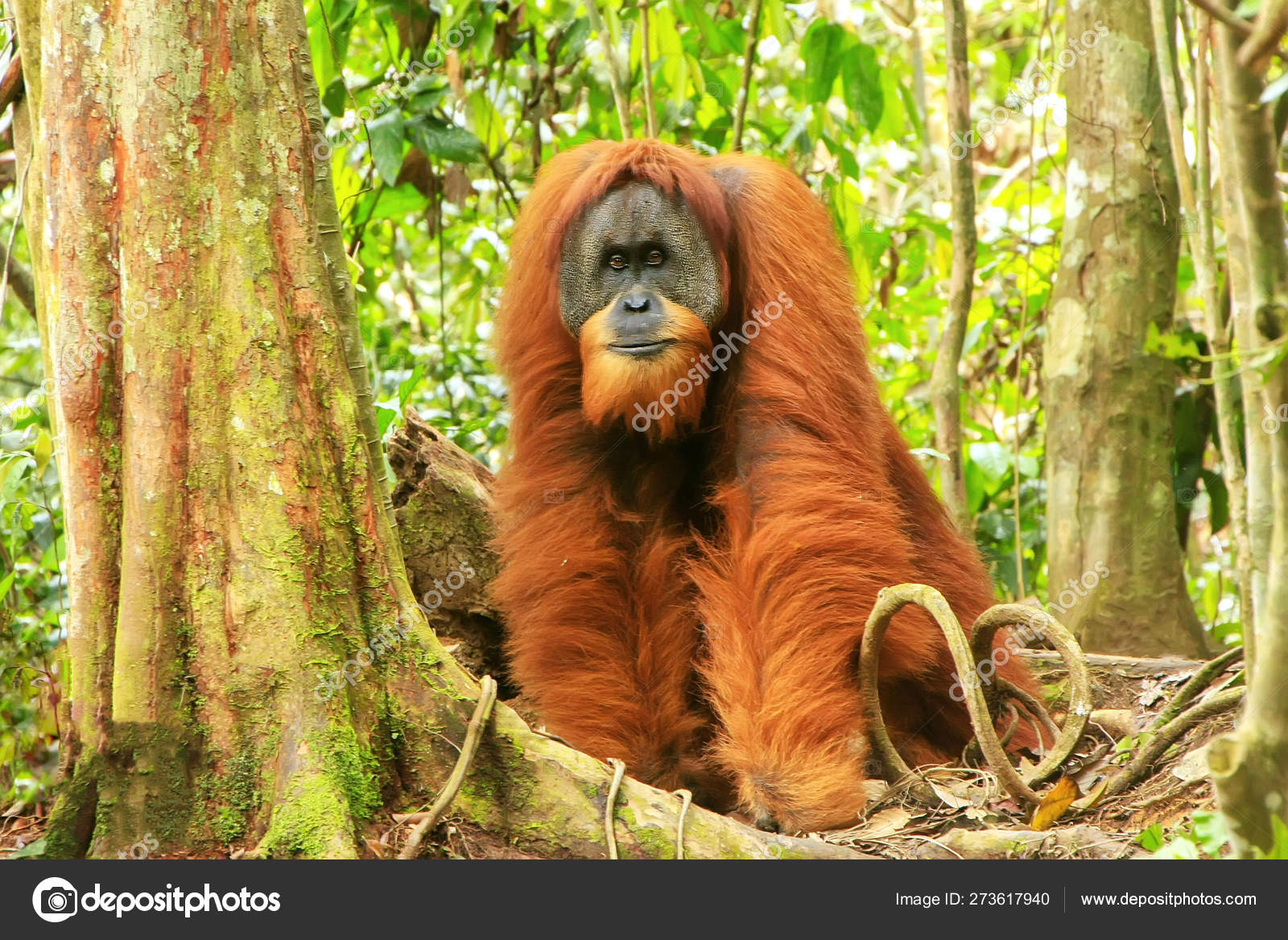 Orangutan Standing