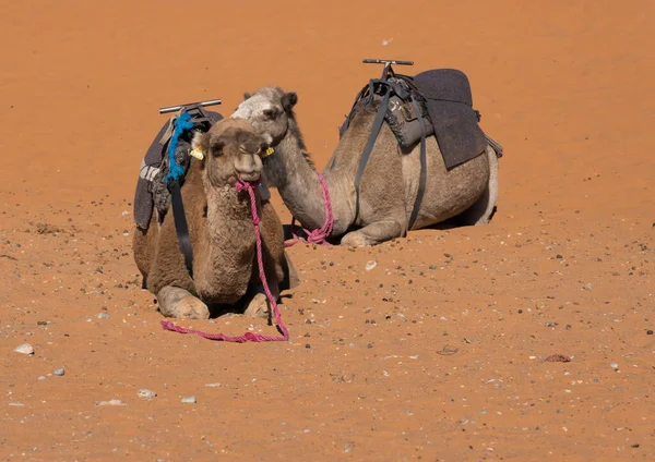 Camel transport Stock Photos, Royalty Free Camel transport Images ...