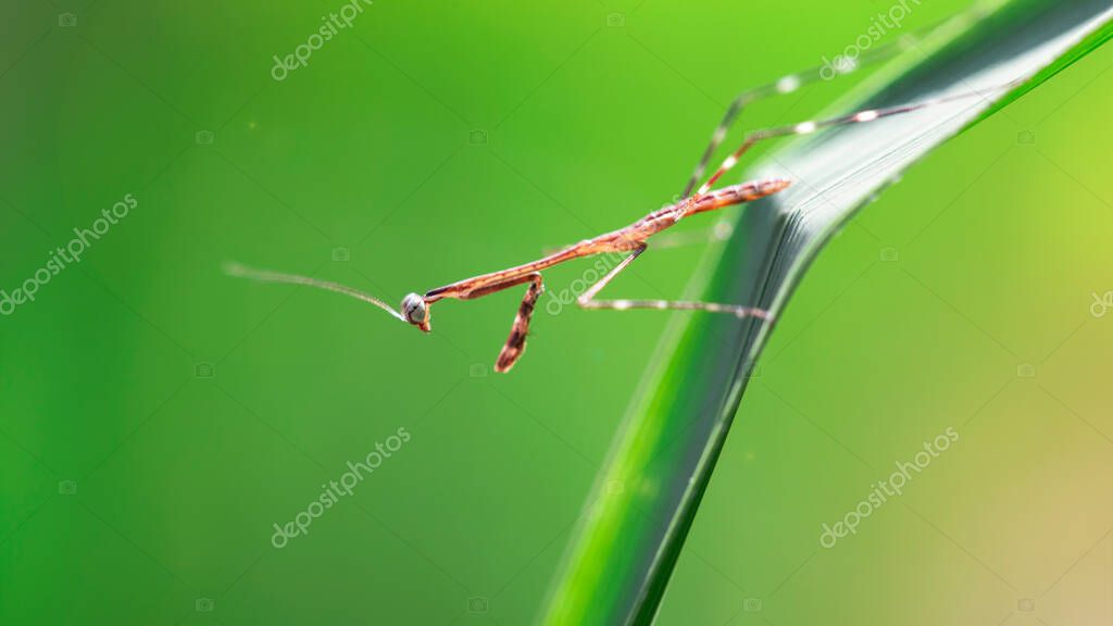 mantis religiosa microscópica bebé colgando de una hoja. tan delgado y ...