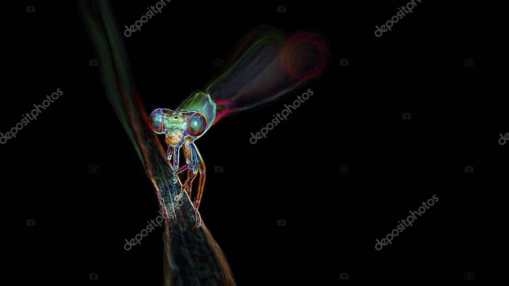 mosca damisela descansando sobre una rama, este simpático insecto es un ...