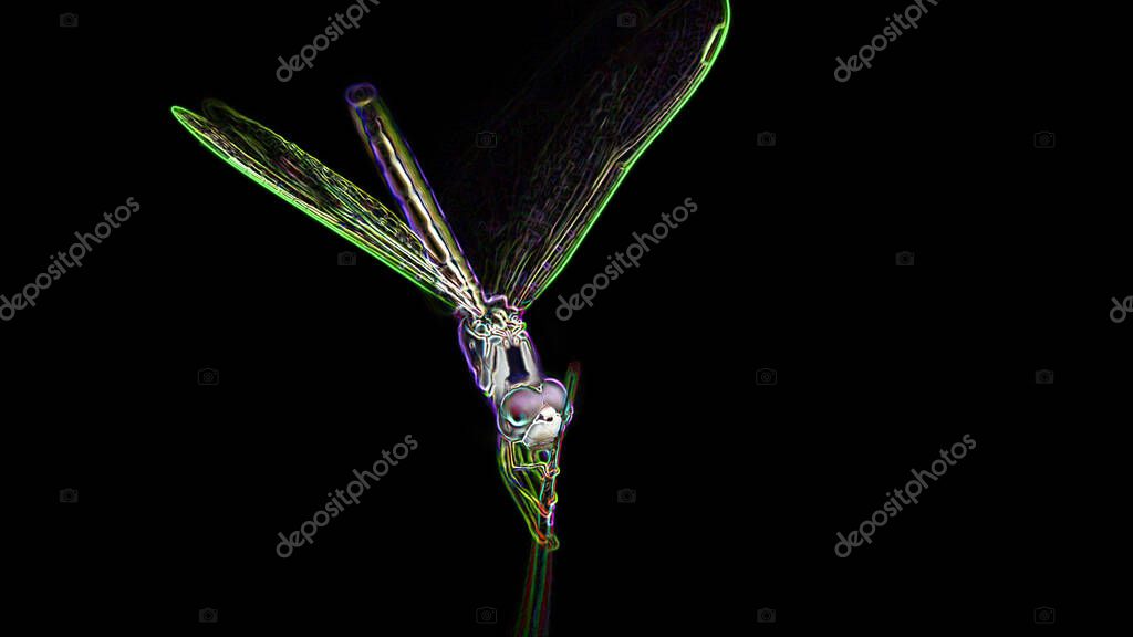 libélula sosteniendo una rama en un día ventoso, foto macro de este ...