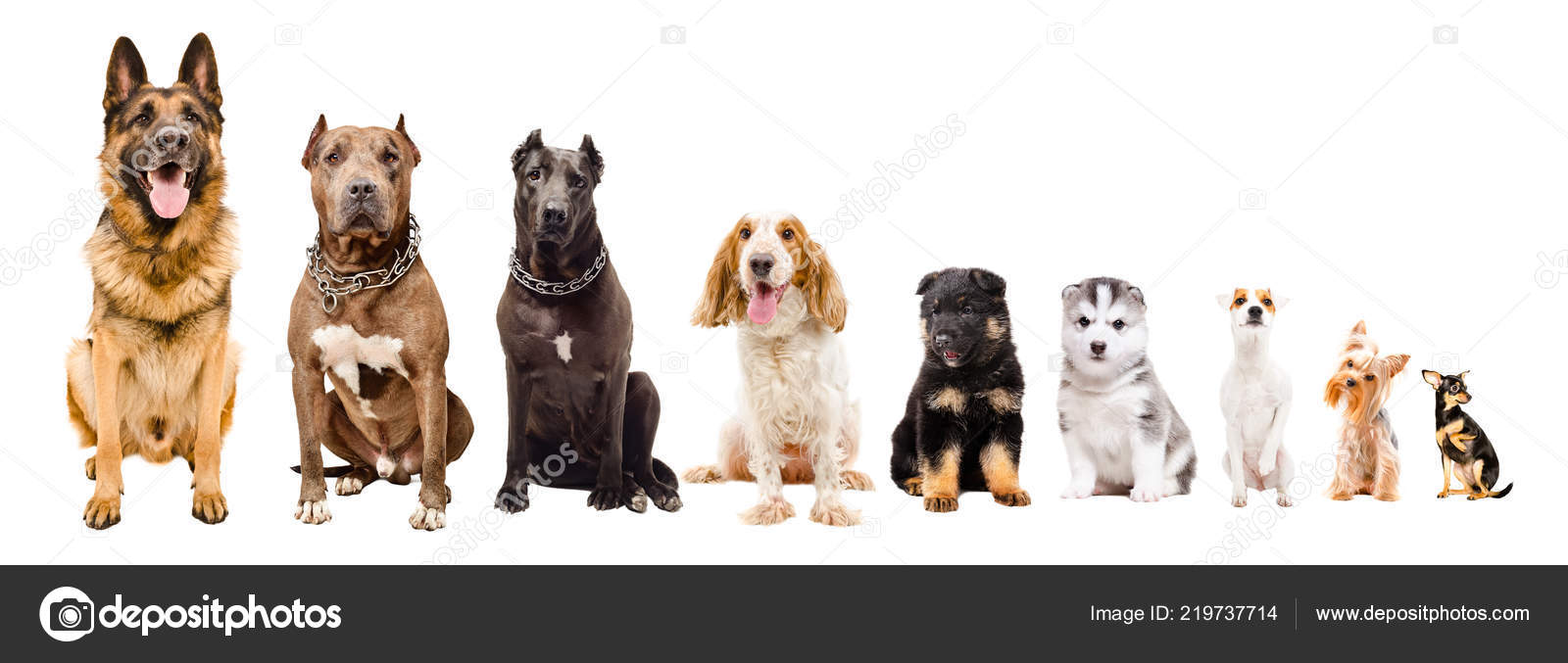 Dogs Different Breeds Sitting Together Isolated White Background Stock ...