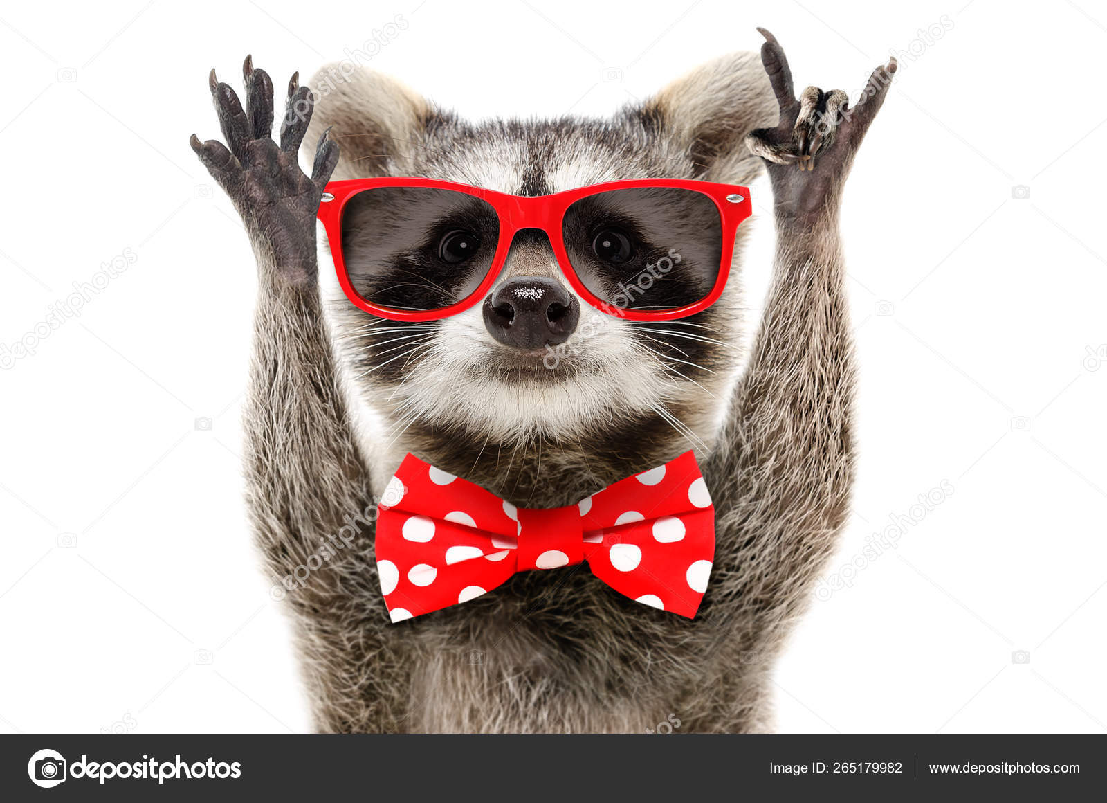 Retrato Mapache Divertido Gafas Sol Lazo Mostrando Gesto Roca ...