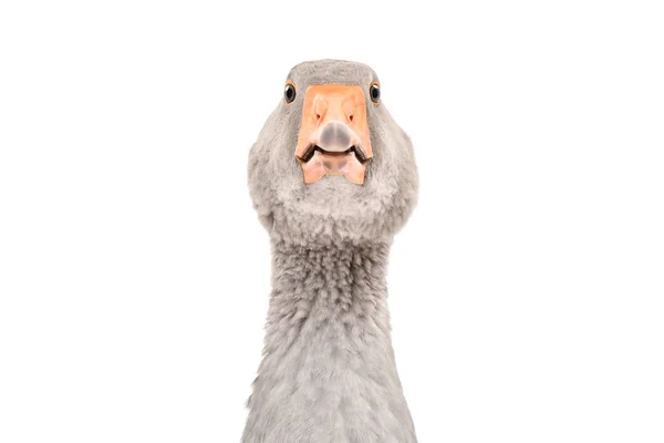 Portrait Talking Goose Closeup Side View Isolated White Background ...