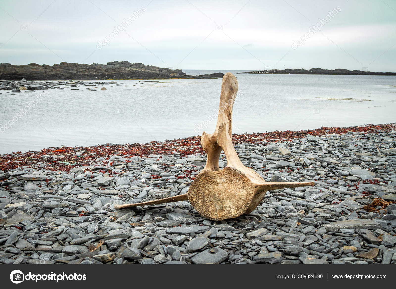 Whale bone on the beach. Coast of the Arctic Ocean. ⬇ Stock Photo ...