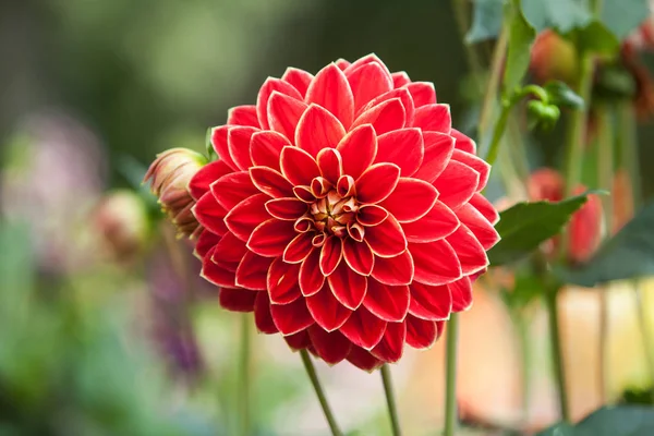 Red dahlia Stock Photos, Royalty Free Red dahlia Images | Depositphotos