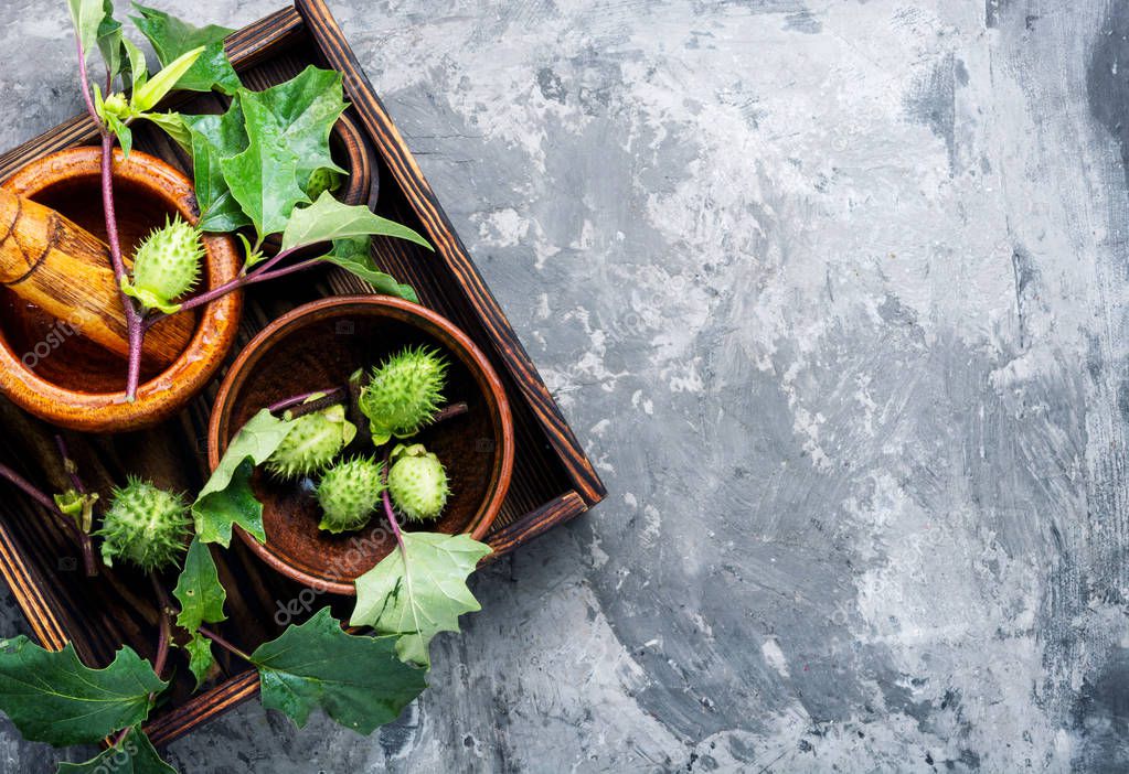 Planta de la datura, droga, estramonio o espina-manzana.Medicina ...