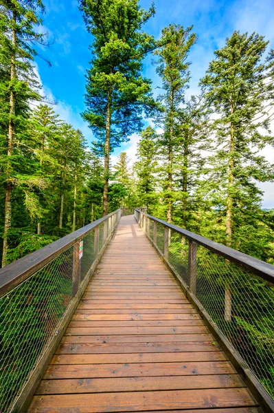 Treetop Walk Black Forest 40M High Lookout Tower Located Sommerberg ...
