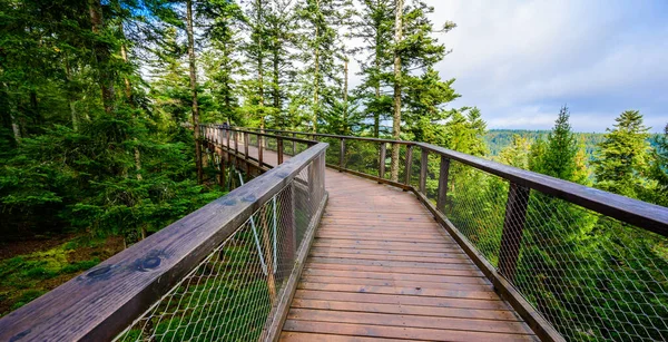 Treetop Walk Black Forest 40M High Lookout Tower Located Sommerberg ...