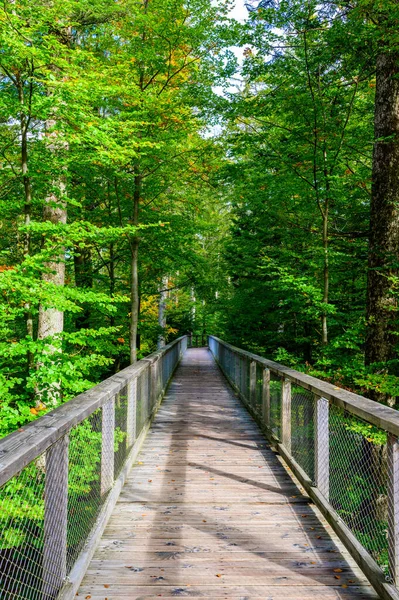Treetop Walk Black Forest 40M High Lookout Tower Located Sommerberg ...