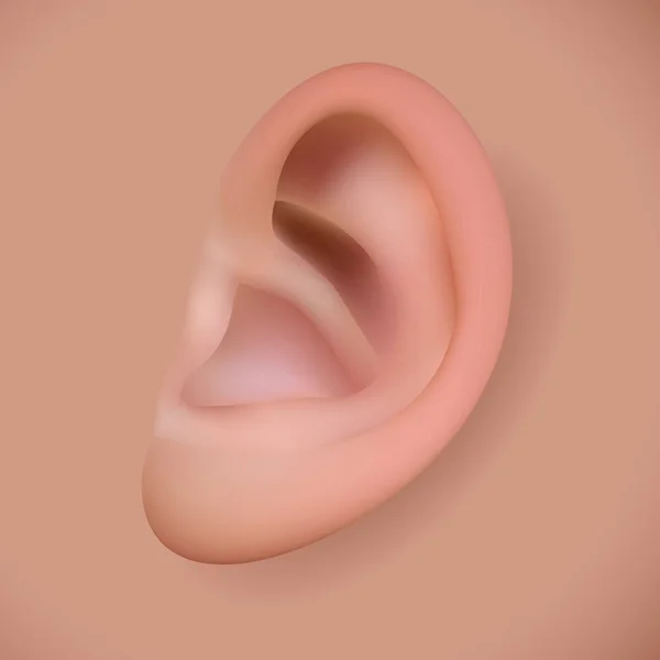 Human ear Stock Vector Image by ©frescomovie #83661440