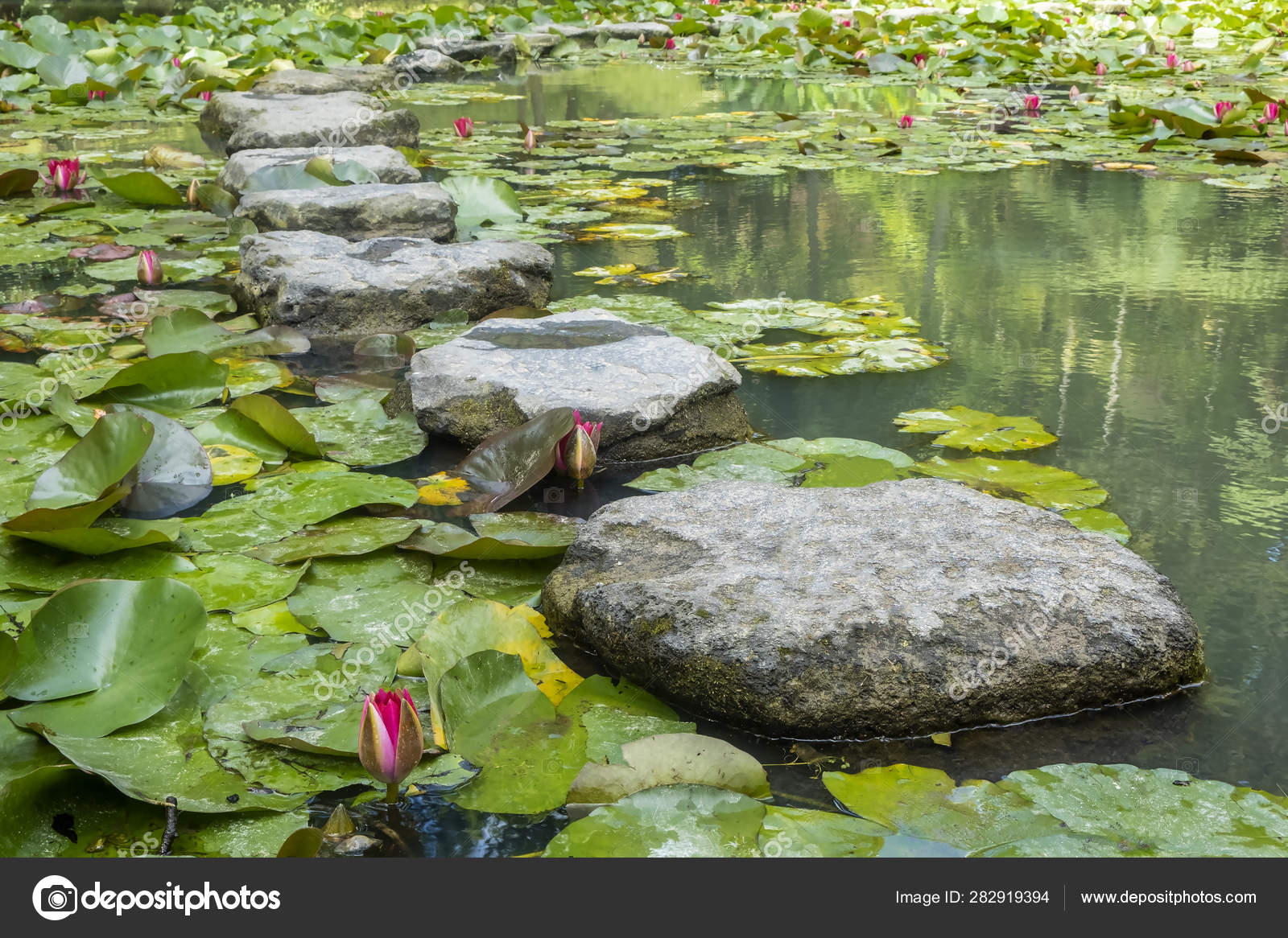 Lily Pond Stepping Stones Terra Nostra Botanical Garden Furnas Sao ...
