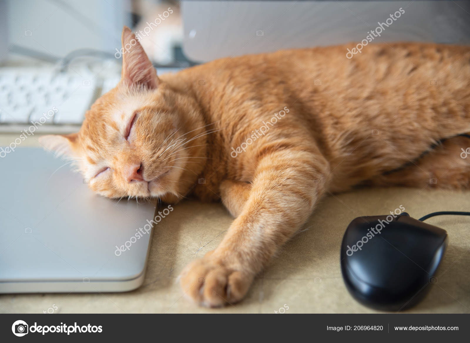 Sleeping Cat Laptop