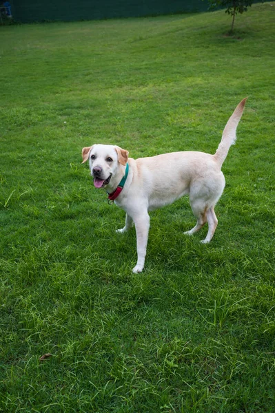 Feliz após exercicio Stock Photos, Royalty Free Feliz após exercicio ...