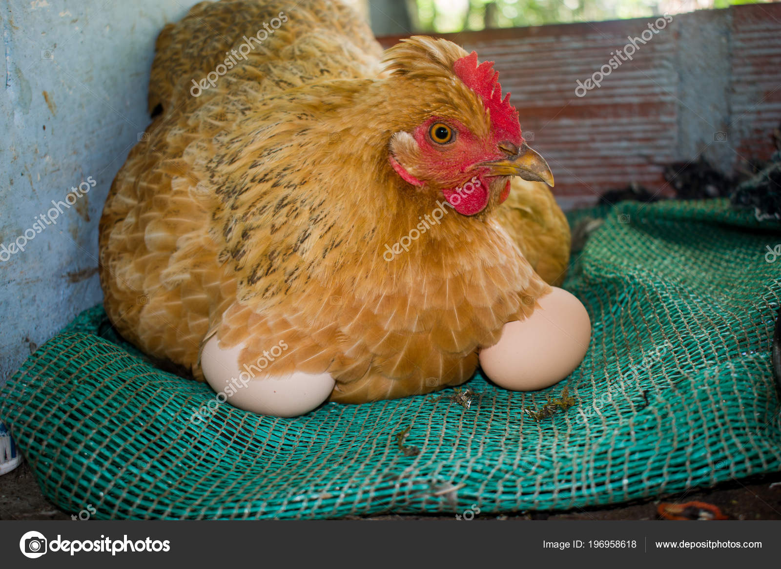 Hen Giving Egg