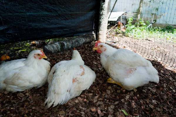 Poultry plant. — Stock Photo © karammiri #2323493